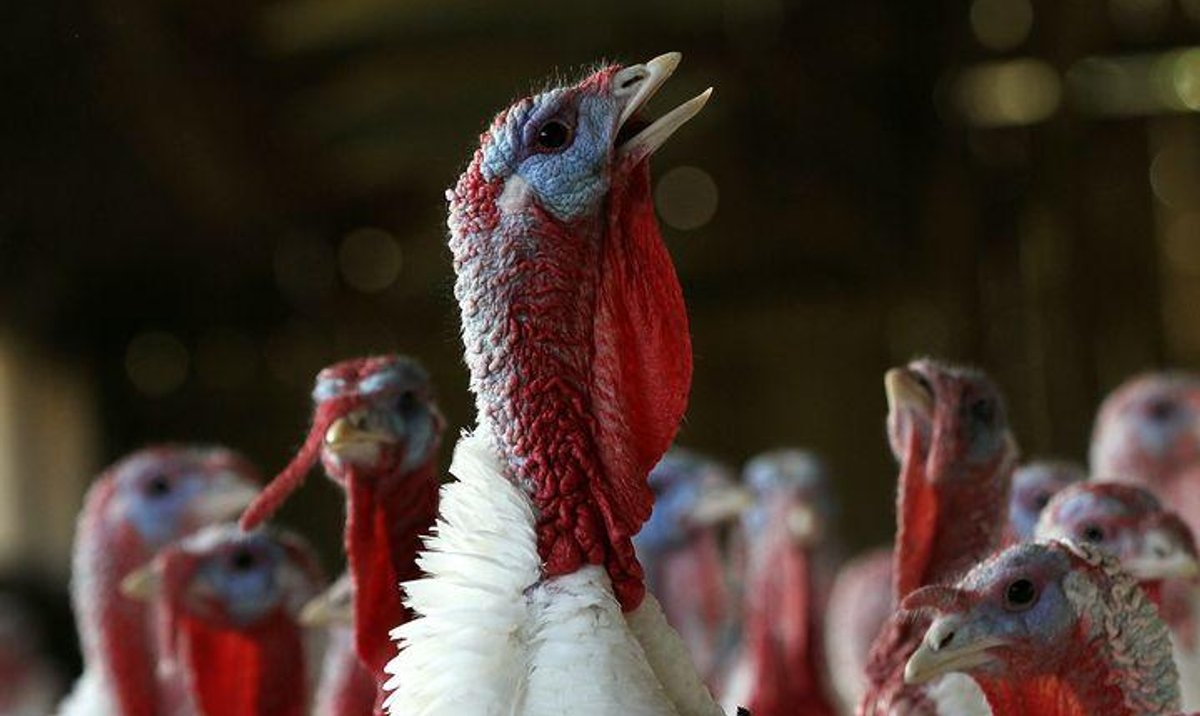 Indyki w Świeto Dziękczynienia - rp.pl