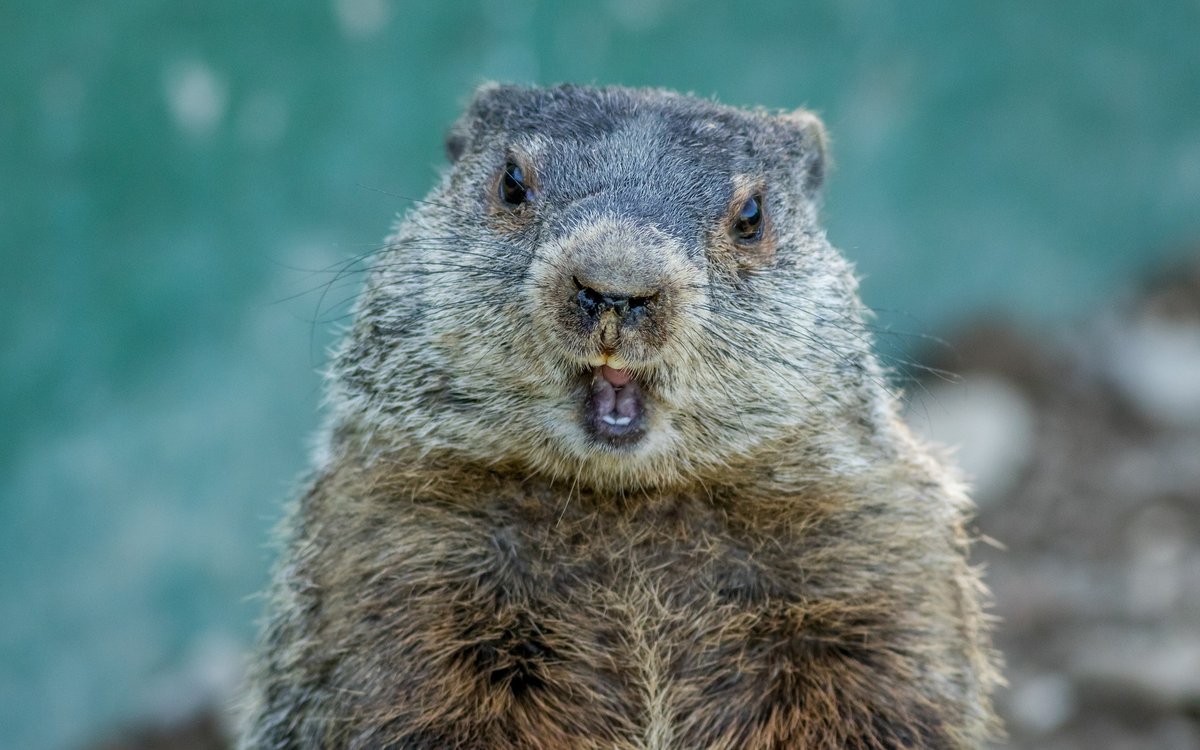 Słynny świstak Milltown Mel z New Jersey zmarł tuż przed swoim świętem ...