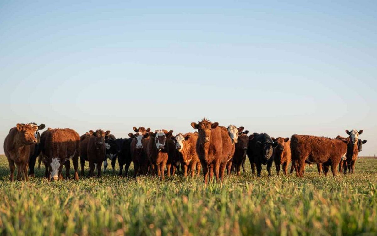 Naukowcy zrozumieli o czym muczą krowy - rp.pl
