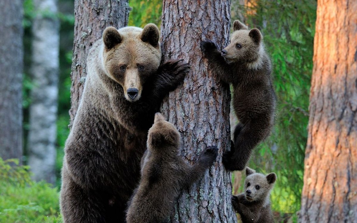 Liam Drew. Czy samcowi opłaca się zostać przy jednej samicy - rp.pl