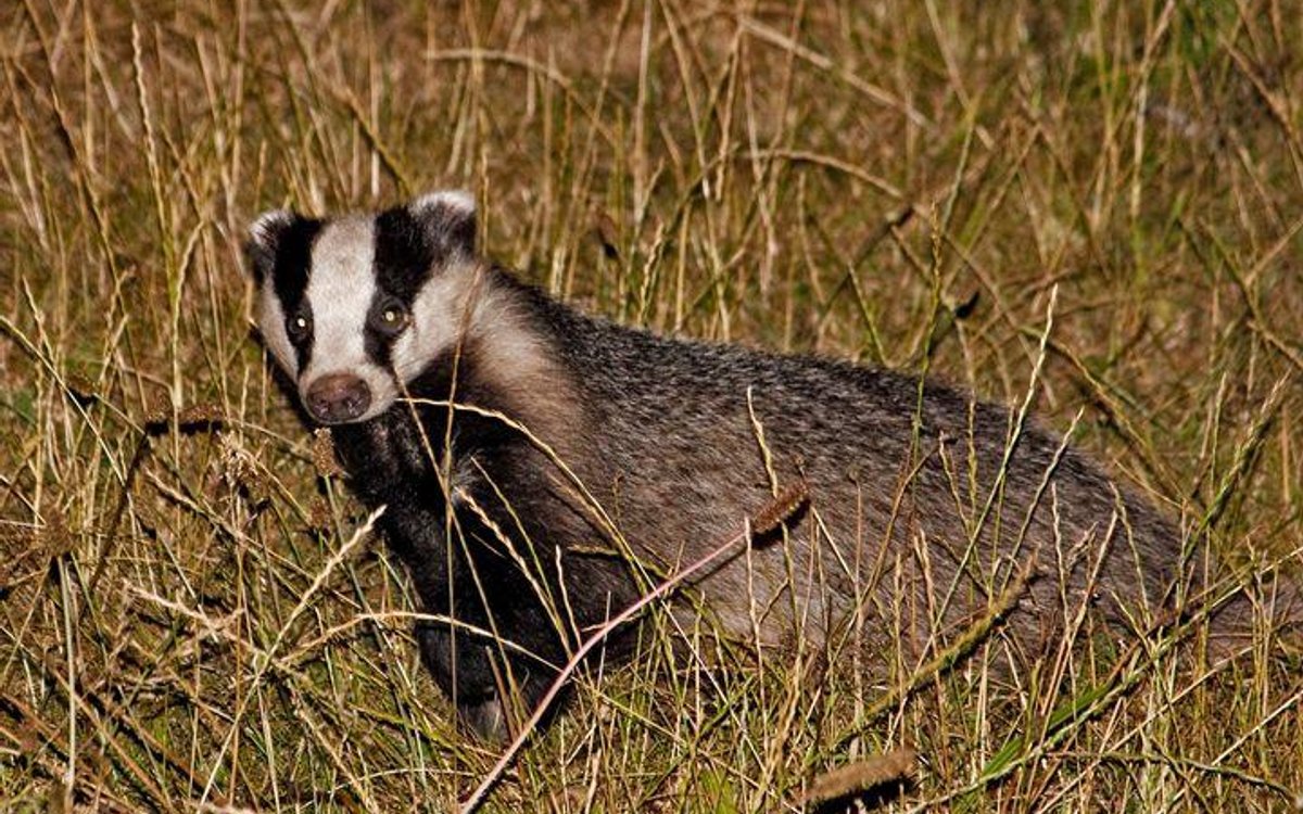 Percy Foster zagryziony przez borsuki? Bzdura - rp.pl