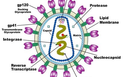 Wirus powodujący AIDS rozbrojony - rp.pl
