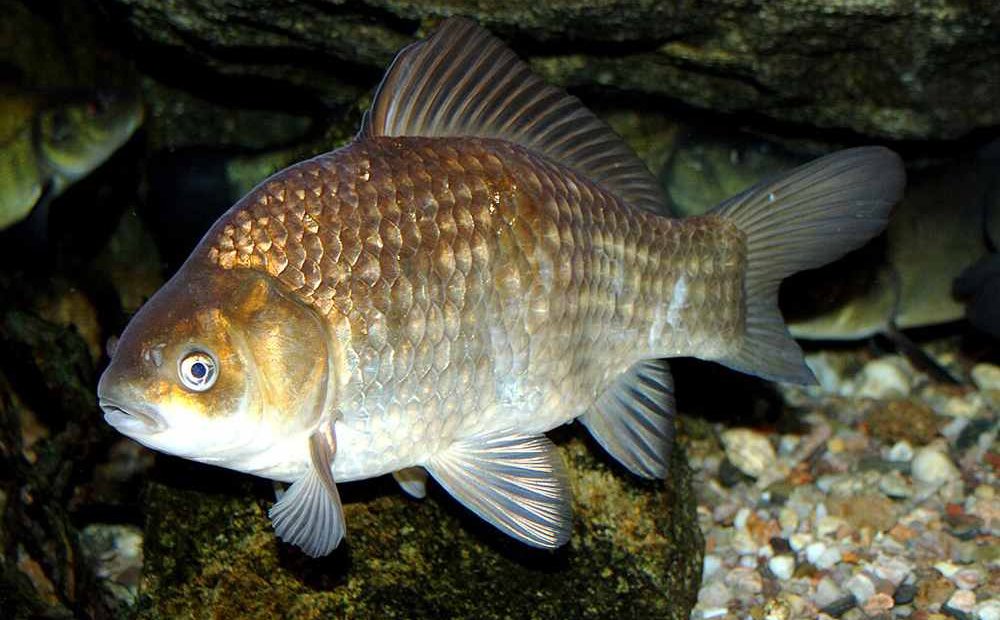 Rak i ryba. Czy mogą nam pomóc usunąć mikroplastik ze środowiska? - rp.pl