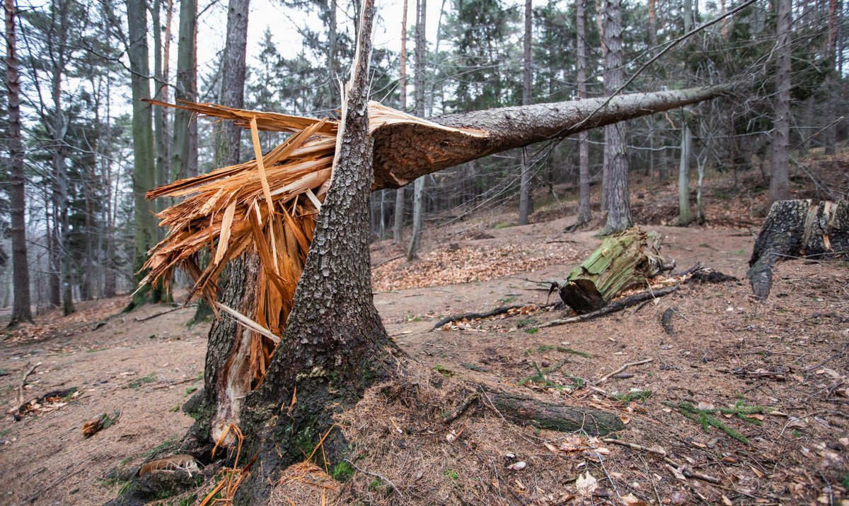 Orkan Otto nad Polską. Ostrzeżenie przed silnym wiatrem - rp.pl