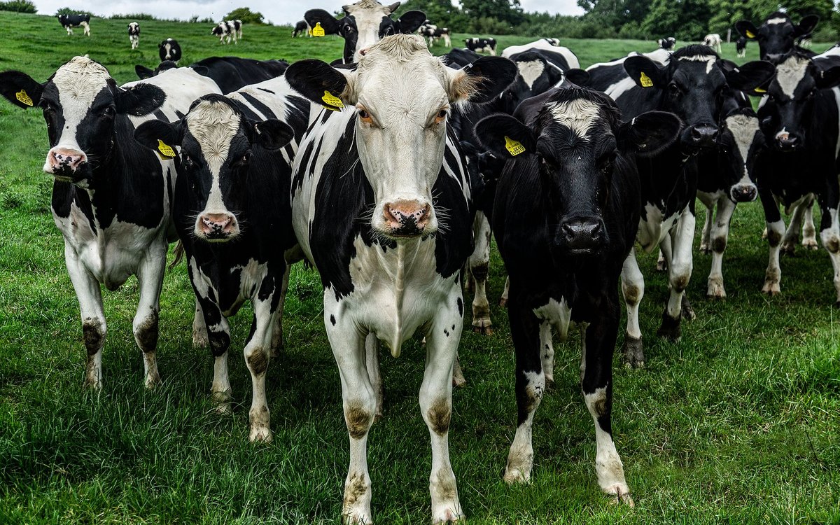 Farma Mleka z karami za naciąganie na krowy - rp.pl