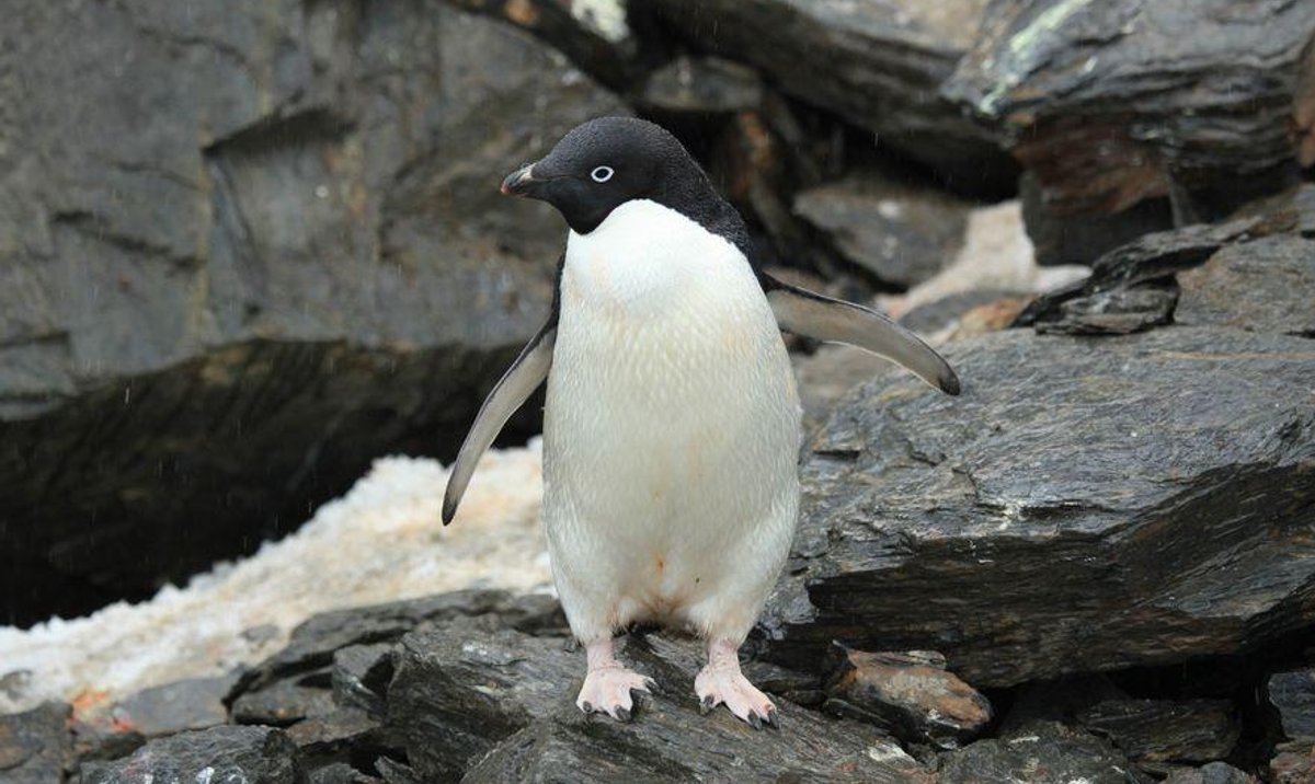 Pingwin - maszyna do zabijania - rp.pl