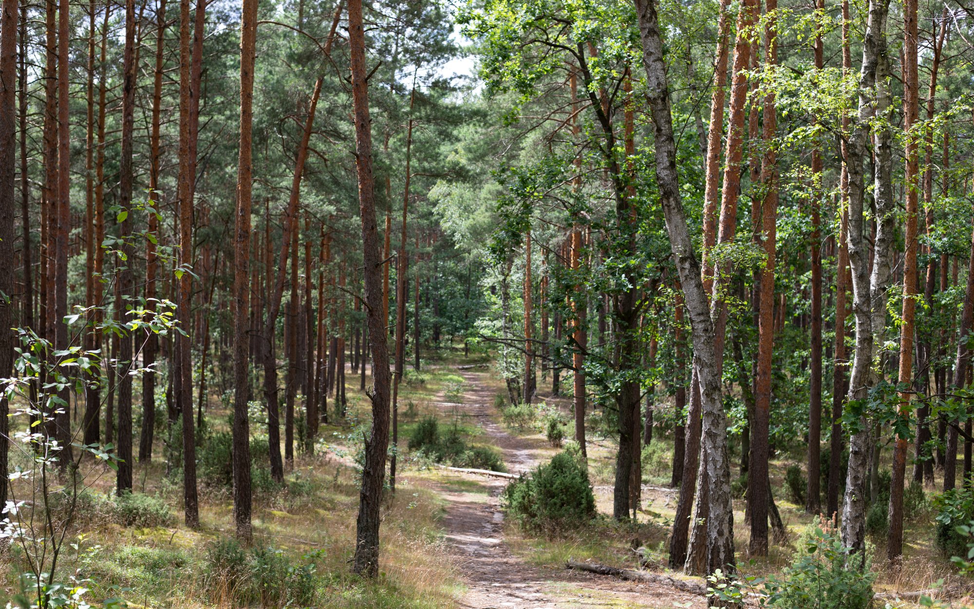 Co ma się zmienić w unijnej polityce środowiskowej EUDR - rp.pl