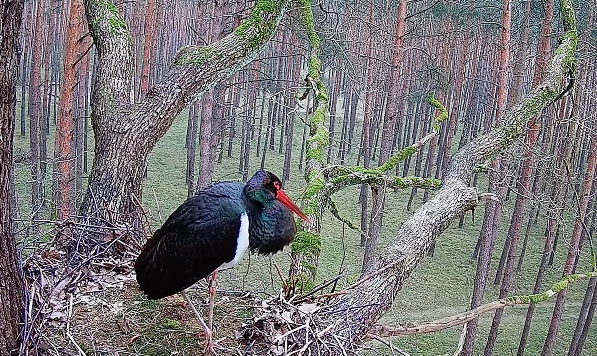 Skierka wróciła do Polski. Słynny bocian czarny przyleciał z zimowania ...