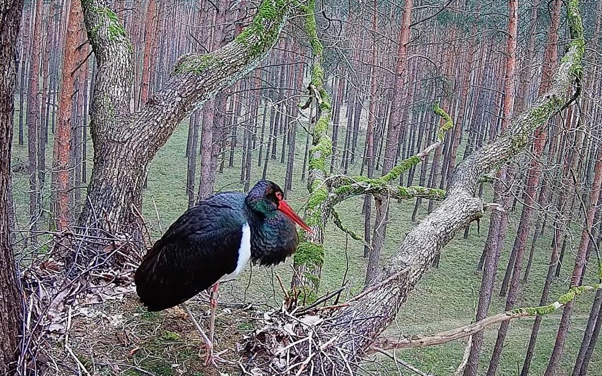 Skierka wróciła do Polski. Słynny bocian czarny przyleciał z zimowania ...