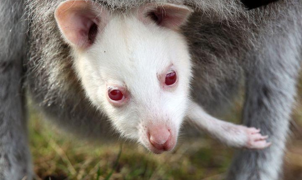 Kangur albinos - rp.pl