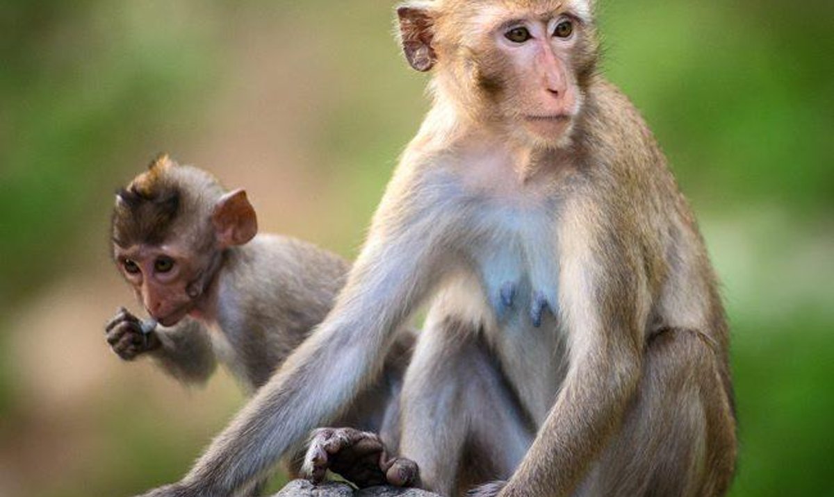 Rezus rezusowi człowiekiem - rp.pl