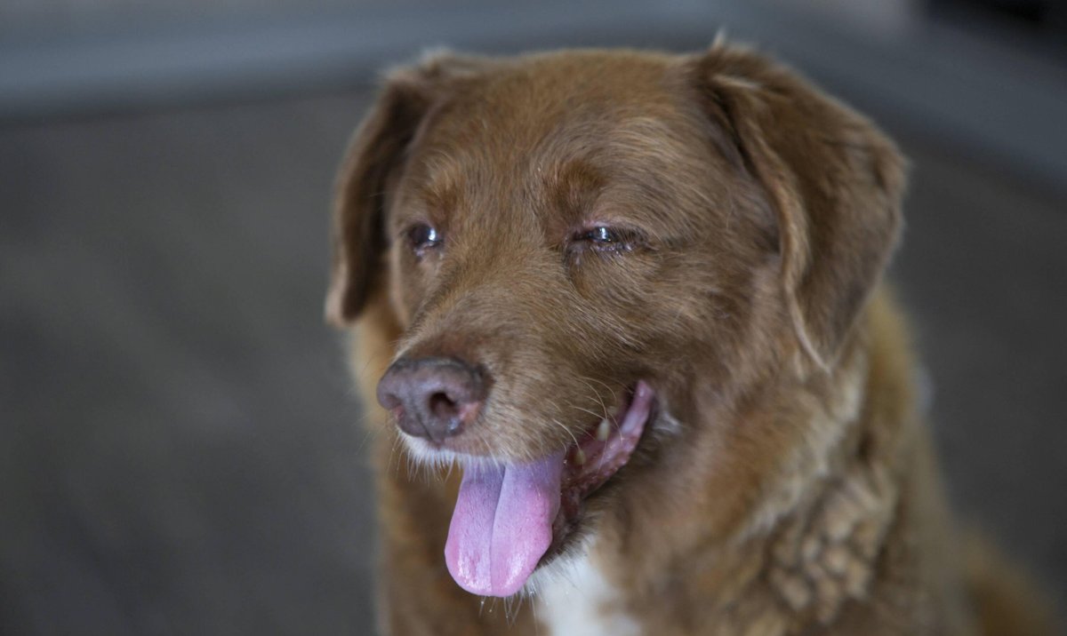 Najstarszy pies na świecie nie żyje. Miał ponad 31 lat - rp.pl