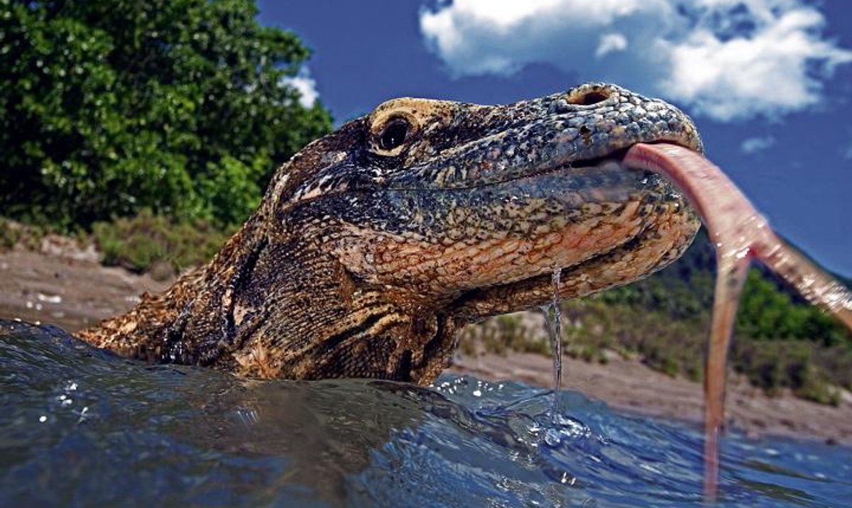 Opowieści o smokach: herpetolog Romulus Whitaker w podróży - rp.pl