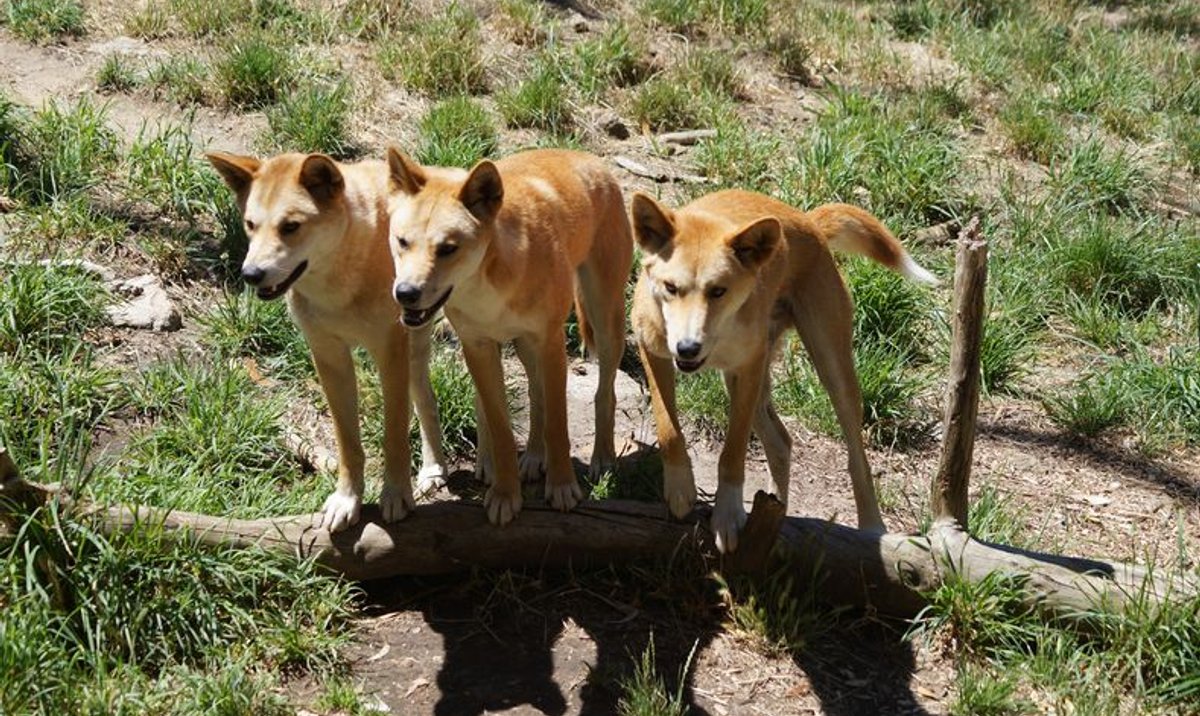 Australia: Psy dingo próbowały porwać dziecko - rp.pl