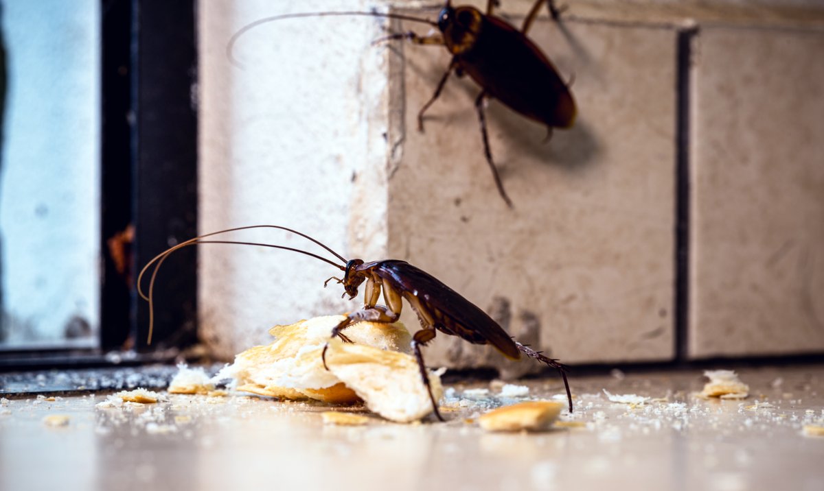 Japończycy stworzyli karaluchy-cyborgi. Pojawiły się poważne zarzuty ...