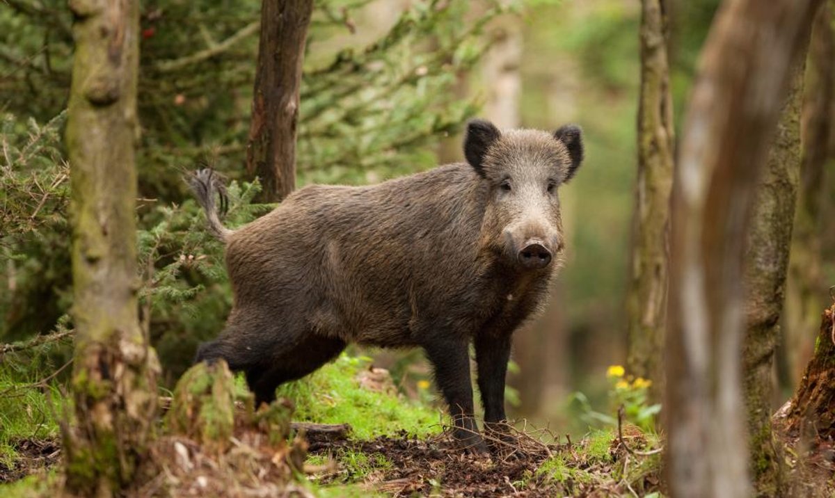 Dzik dziennikarski, dzik polityczny, dzik rangi państwowej, dzik prawny ...