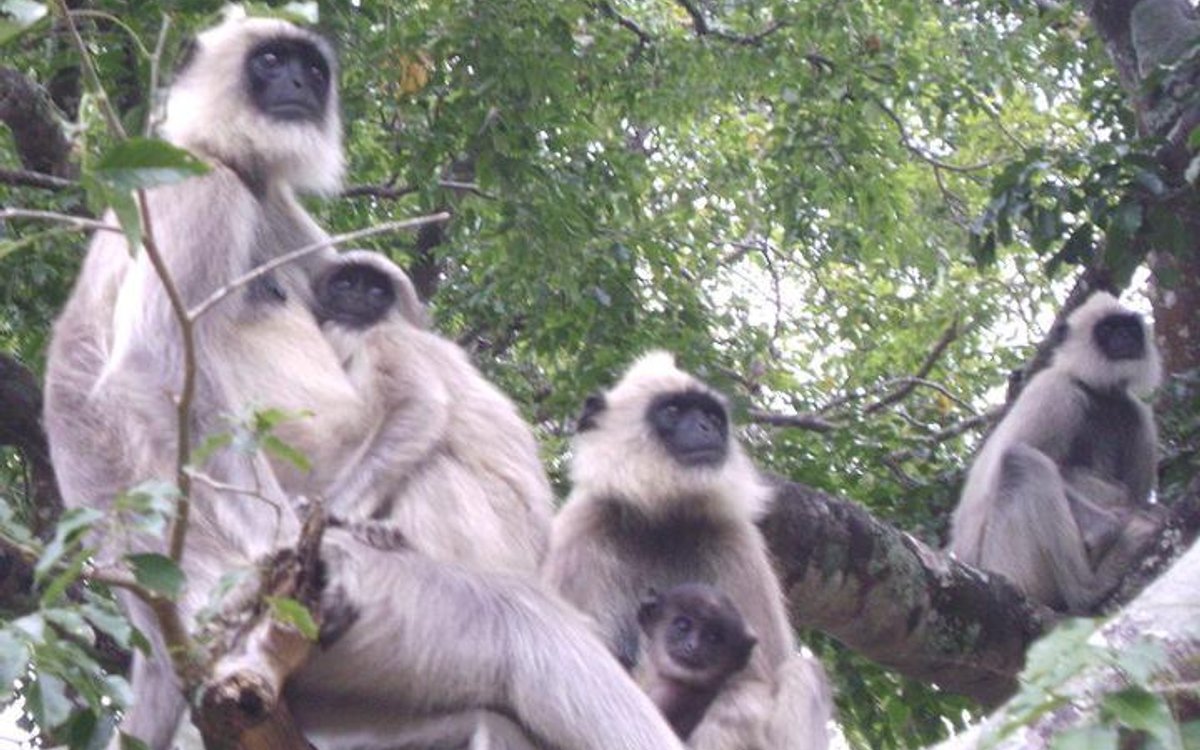 Małpa ochroniarz. Langury odstraszają makaki - rp.pl