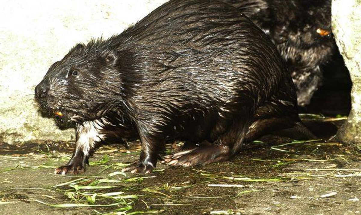 Bobry podtapiają Gdynię - rp.pl