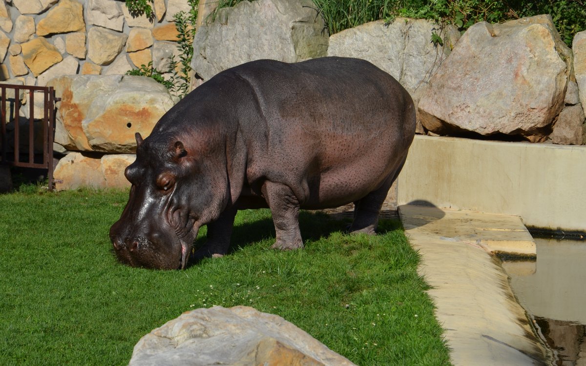 Hipopotam Hugo kończy 18 lat. Warszawskie zoo zaprasza na urodziny | zyciewarszawy.pl