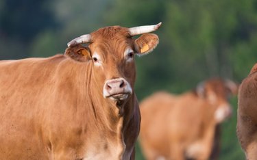 Krowa-bohaterka uciekła z transportu. Ma szanse na emeryturę - rp.pl