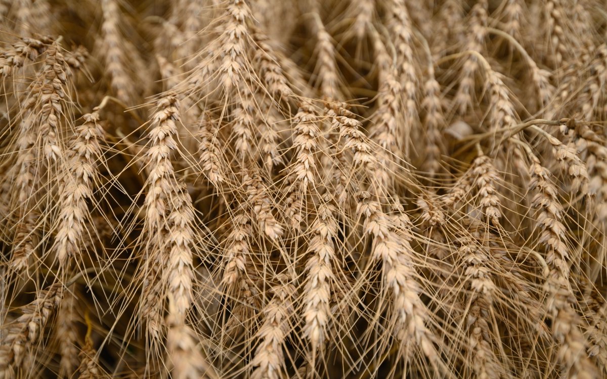 Polska wstrzymuje przywóz zboża z Ukrainy. Jest reakcja Komisji Europejskiej - rp.pl