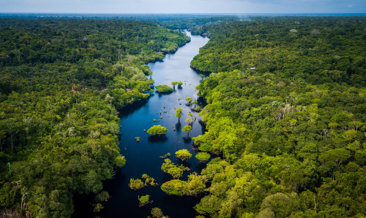 Amazonia wraca do życia pod rządami prezydenta Luli - rp.pl
