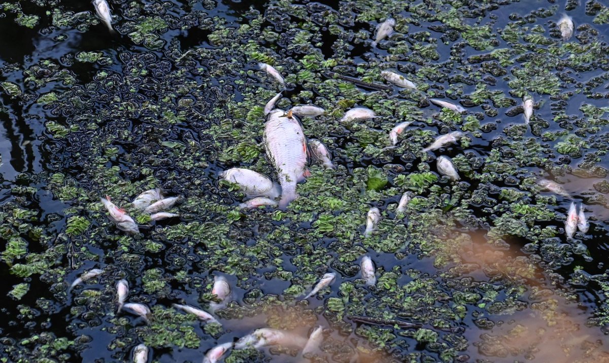 Katastrofa ekologiczna na Odrze: Ile ton śniętych ryb wyłowiono z Odry w województwie ...