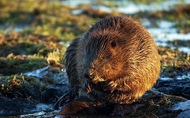 Jak bóbr przykazał - rp.pl