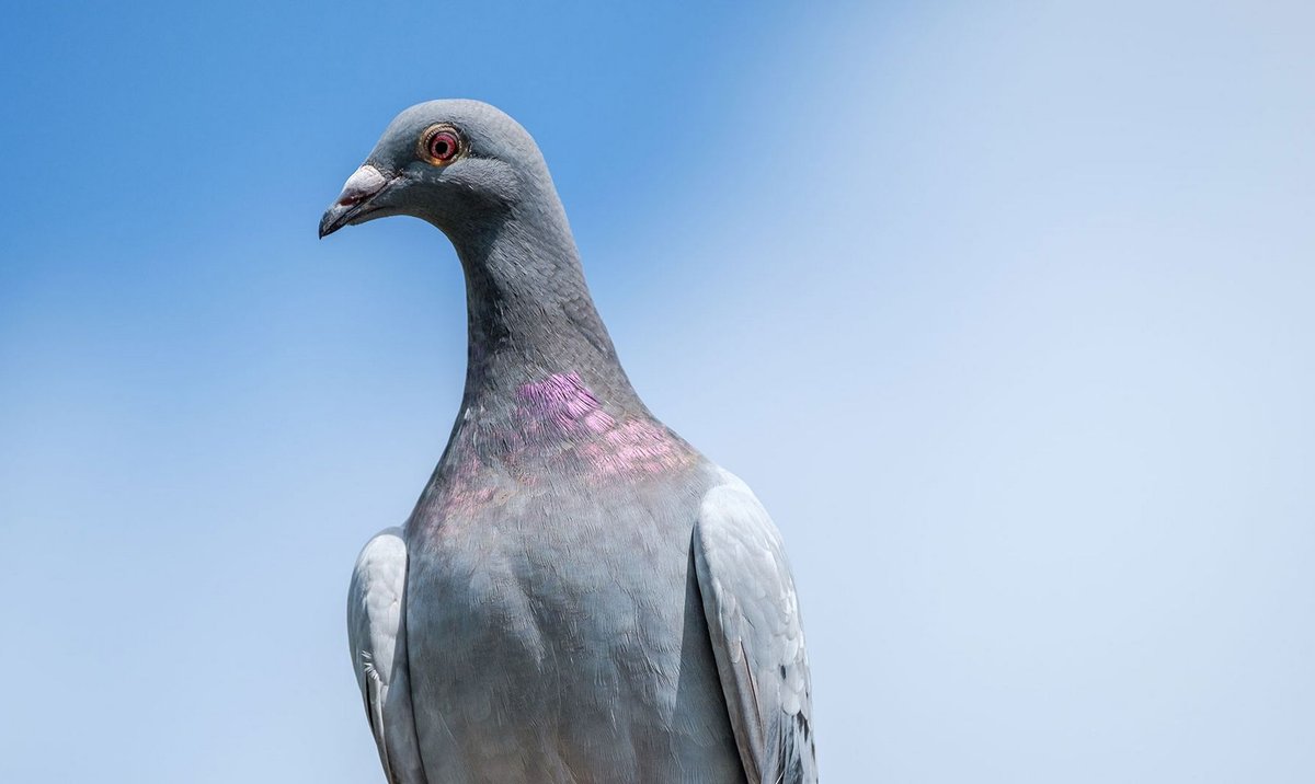 Rekordowa podróż gołębia. Ptak dotarł z USA do Australii - rp.pl