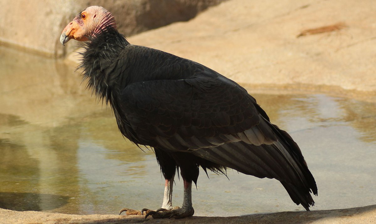 Zagrożone wyginięciem kondory mogą rozmnażać się bez udziału samców - rp.pl