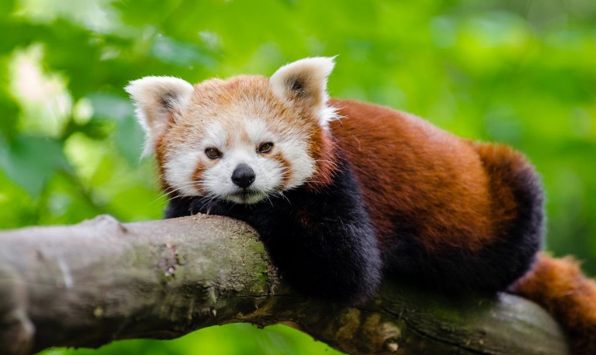 Zagrożona panda ruda uciekła z brytyjskiego zoo - rp.pl