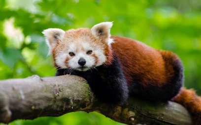 Zagrożona panda ruda uciekła z brytyjskiego zoo - rp.pl