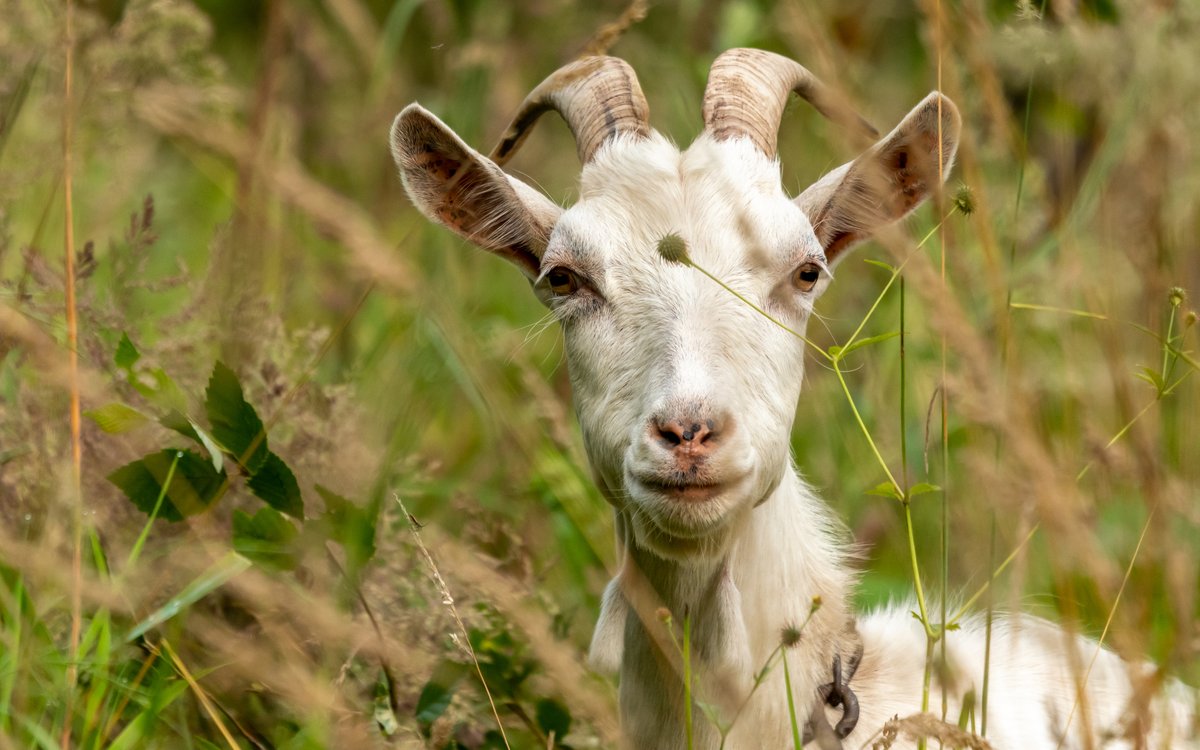 Robert Gwiazdowski: Koza a ceny prądu - rp.pl