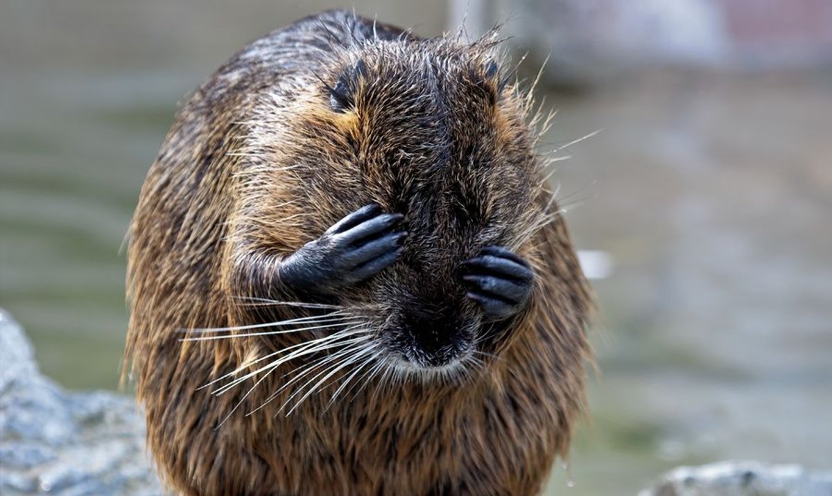 Minister rolnictwa: Płetwa bobra to afrodyzjak - rp.pl