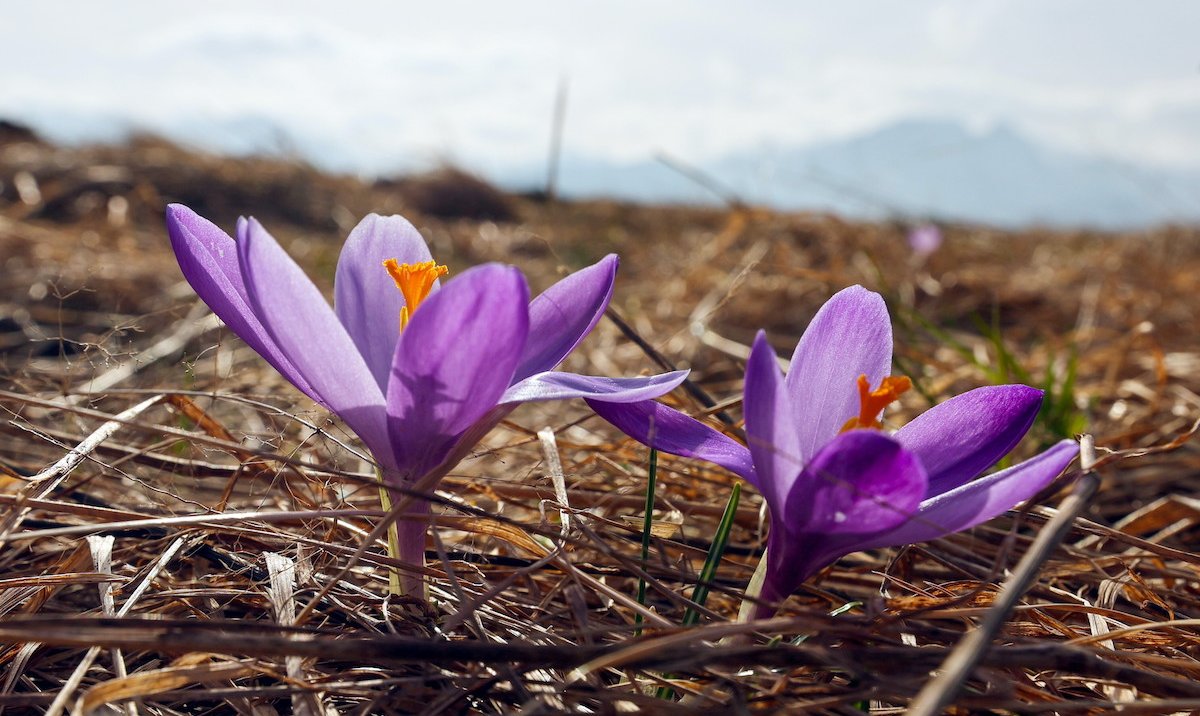 Pogoda. Luty w Polsce z rekordem temperatury. Zaskakujący komunikat ...
