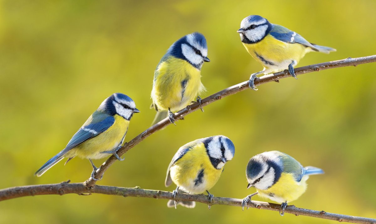 Sikorka modra blaknie przez zmianę klimatu - rp.pl