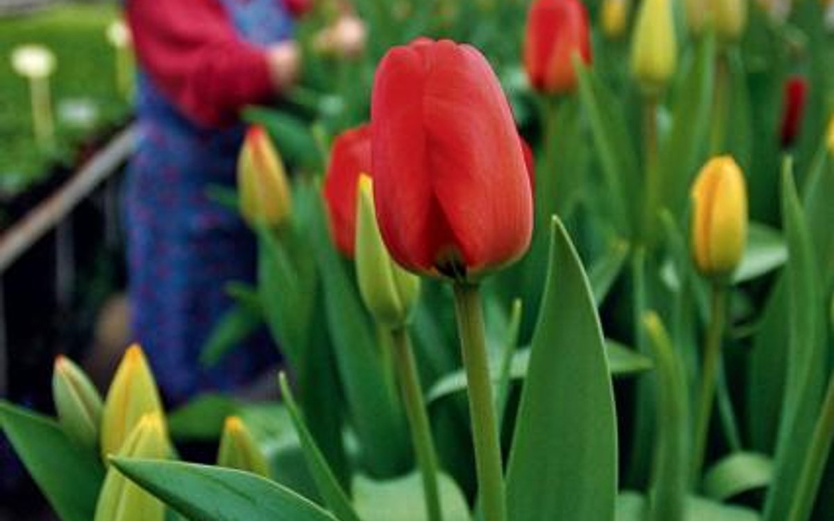 Coraz mniej czasu na przesłanie PIT-6 - rp.pl