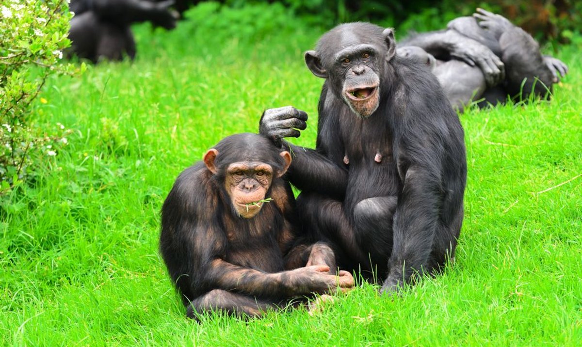 Szympansy bywają altruistami - rp.pl