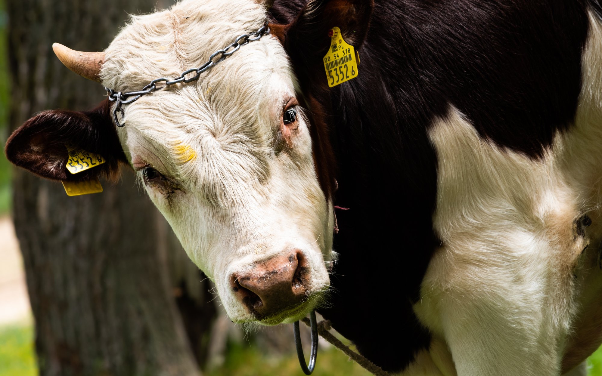 Główny Lekarz Weterynarii dementuje pogłoski o groźnej chorobie w ...