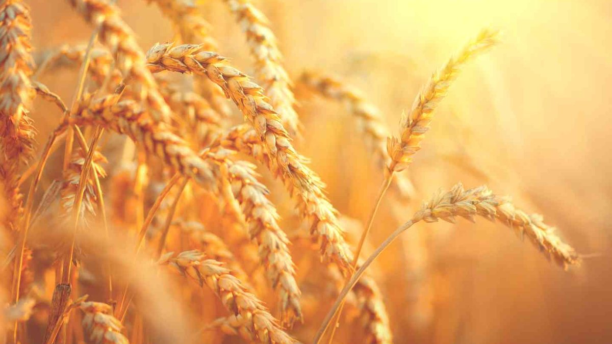 CNN: Rosyjski statek ze zbożem skradzionym z Ukrainy w porcie w Syrii ...