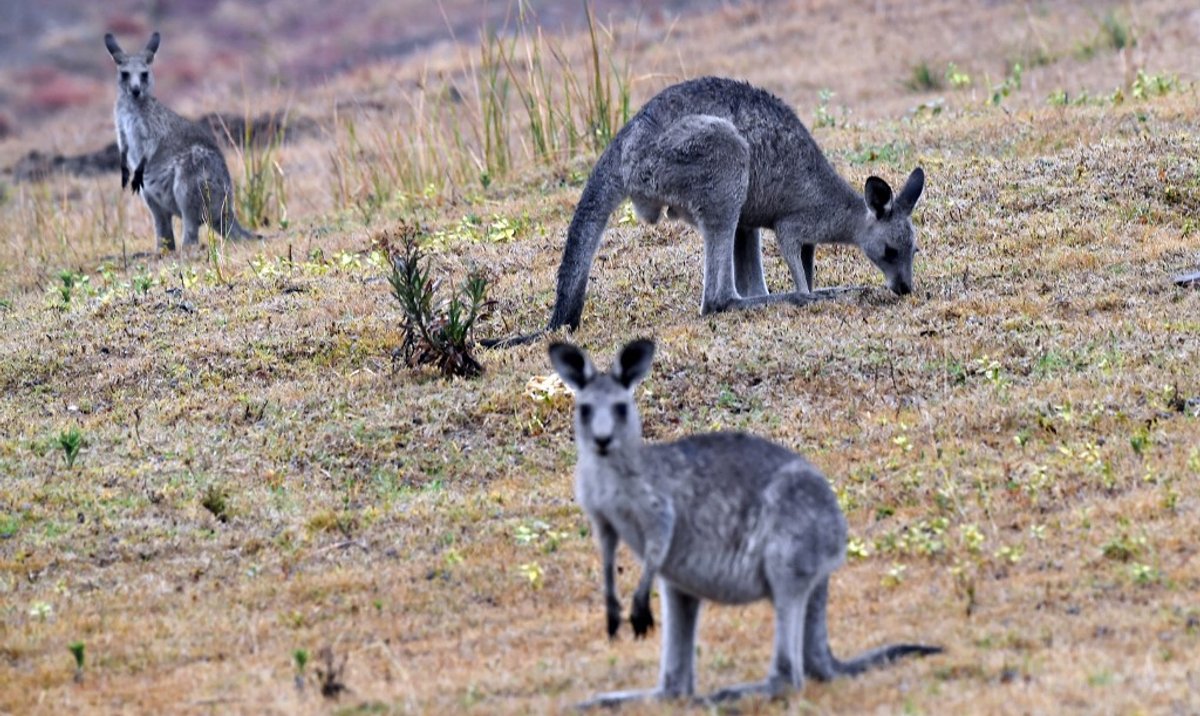 Australia każe strzelać do kangurów, zanim umrą z głodu - rp.pl