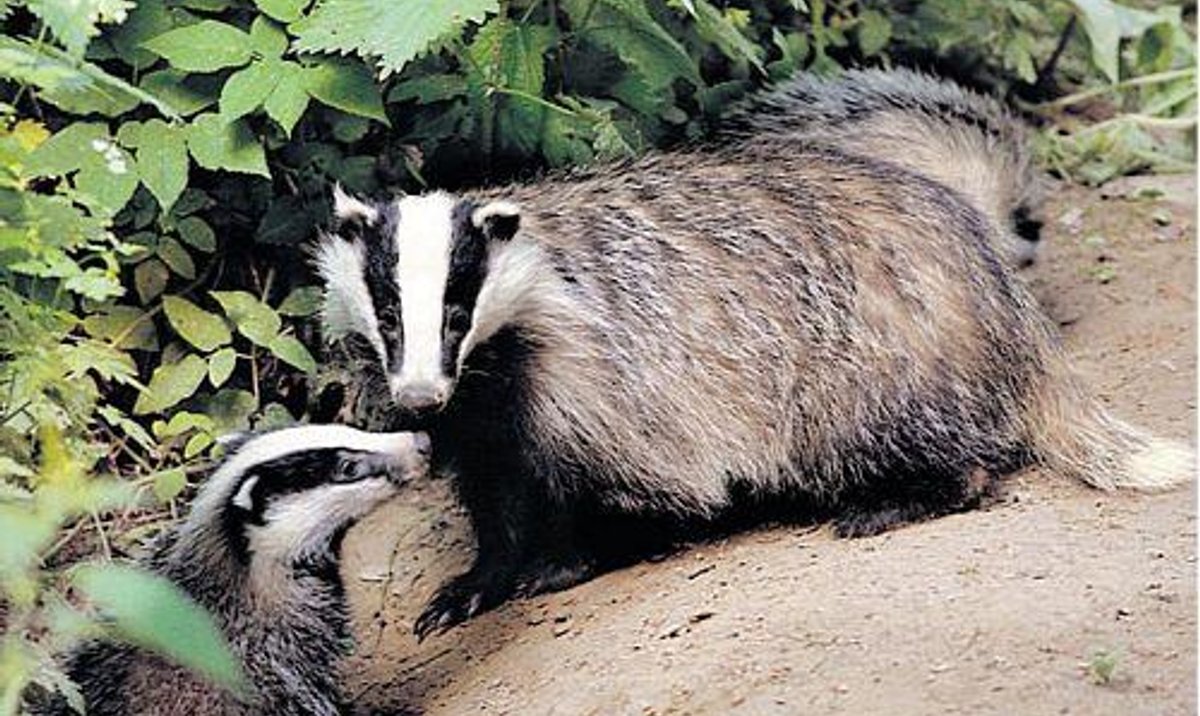 Borsuk - letni wędrowiec - rp.pl