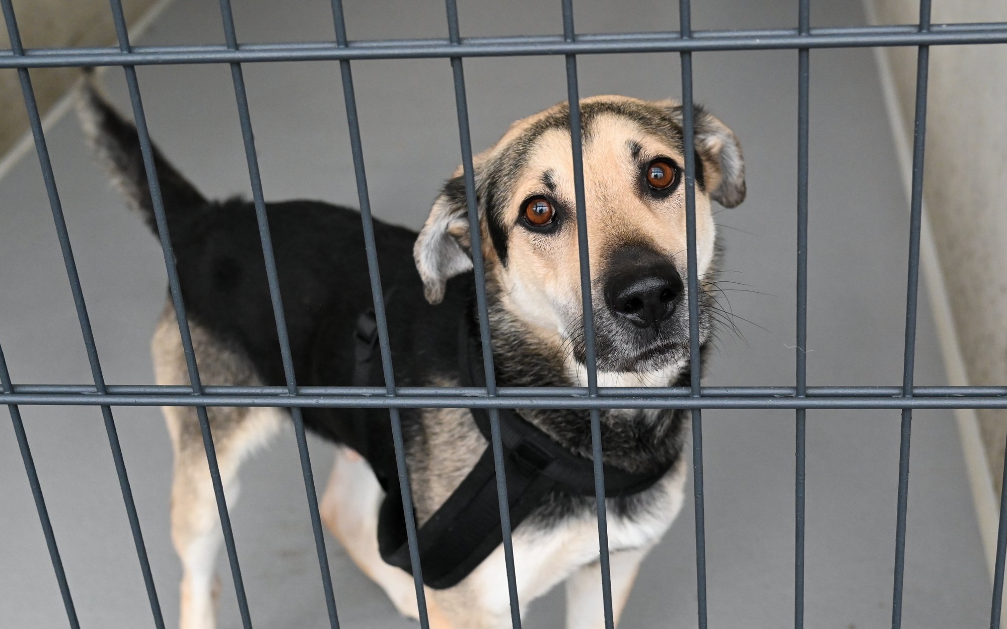 1500 zł za adopcję psa ze schroniska. Gmina Sońsk wprowadza program ...