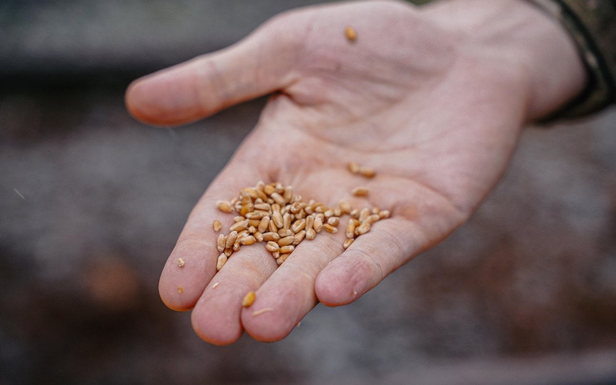 Dariusz Rostkowski: Przewóz zboża jest zabezpieczony procedurami - rp.pl