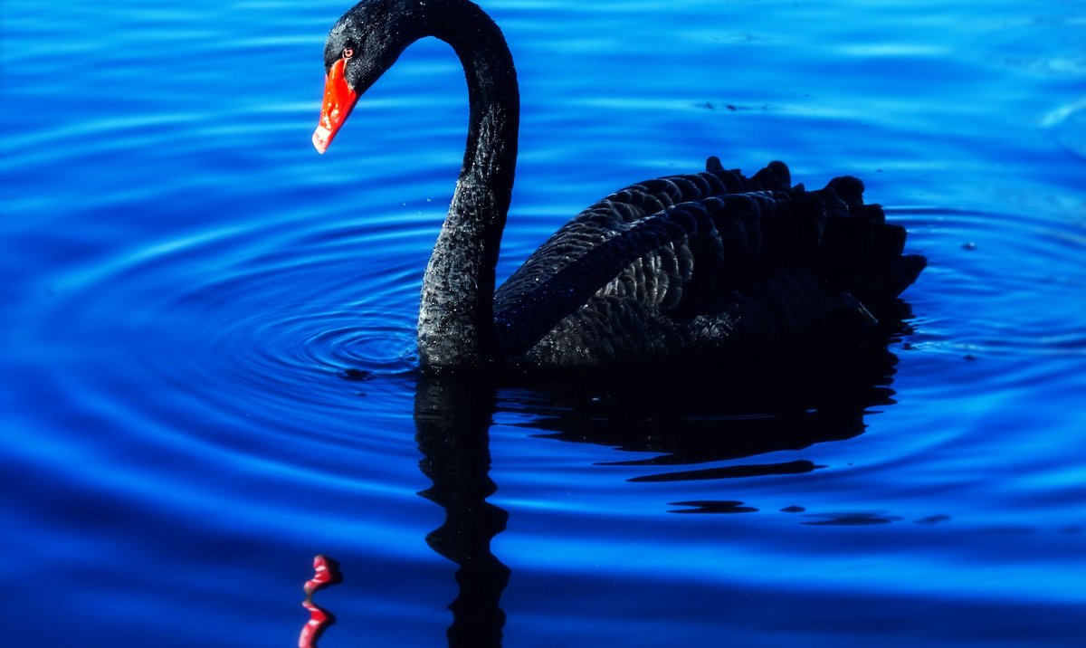 Czarny łabędź: co oznacza to pojęcie? - rp.pl
