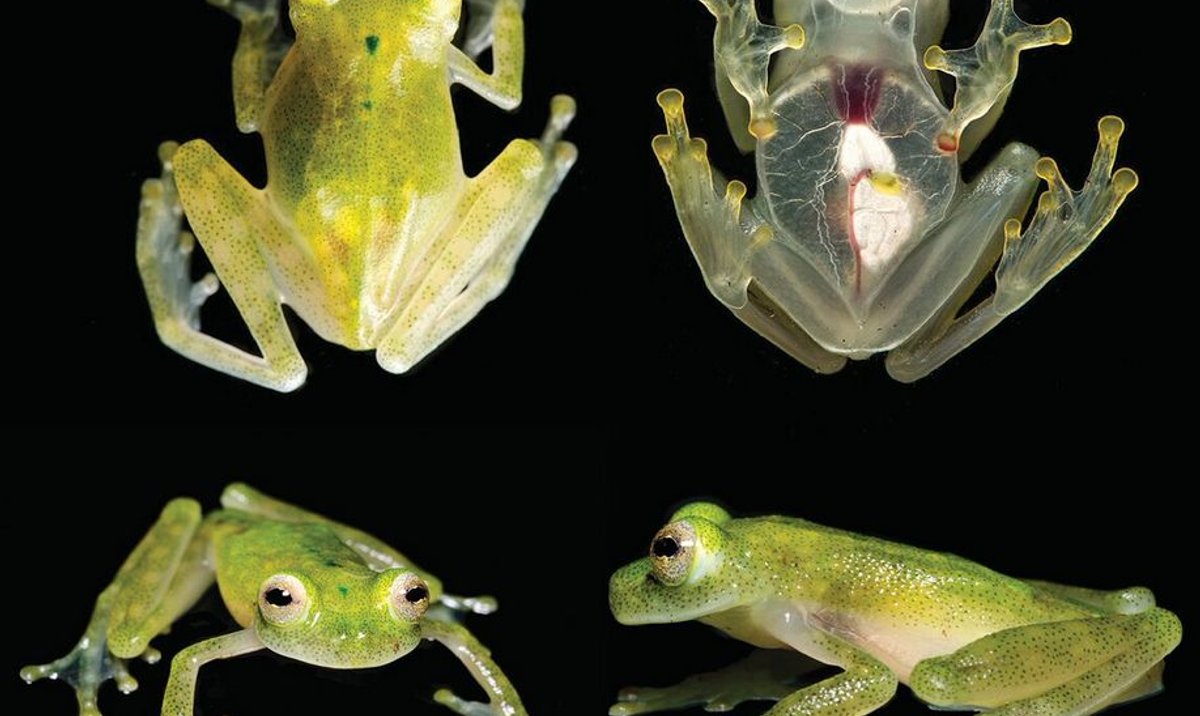 Amazońska żaba, u której można zobaczyć bicie serca - rp.pl