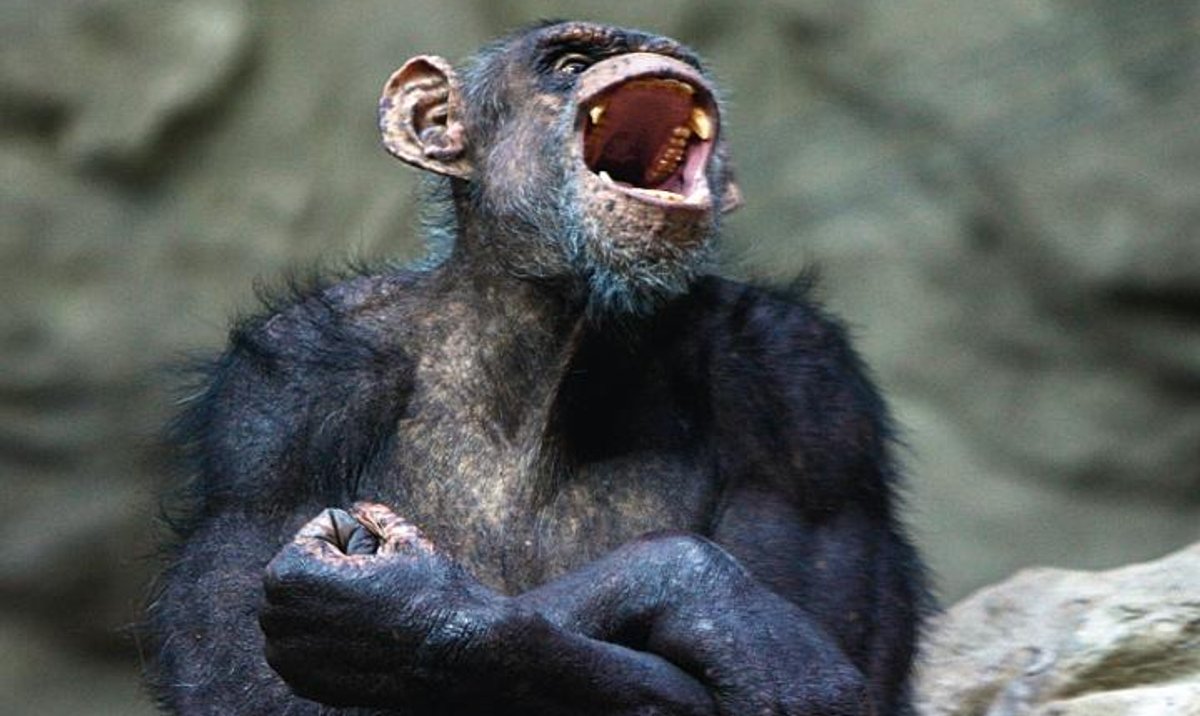 Genialne zwierzęta: małpy - rp.pl