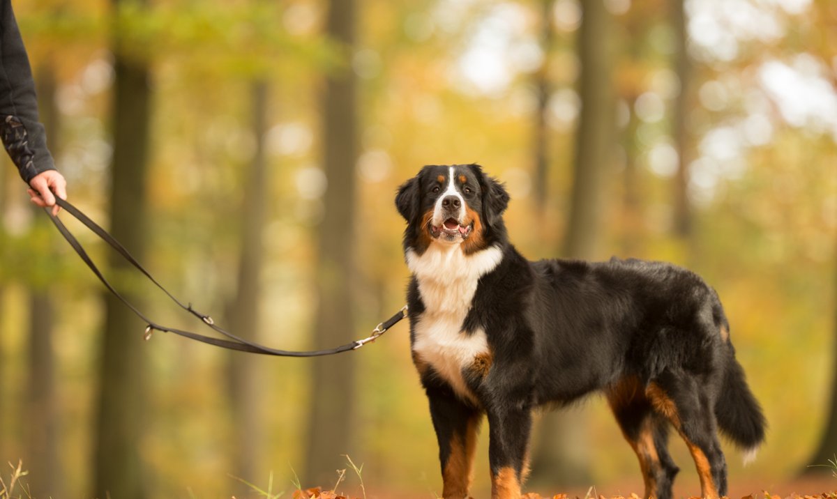 Czy pies w lesie musi chodzić na smyczy - rp.pl